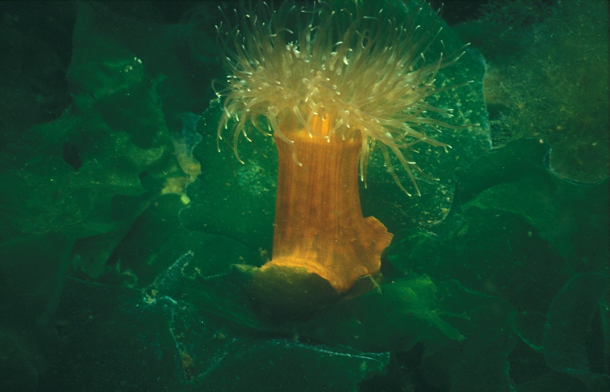 Anthozoa Metridium